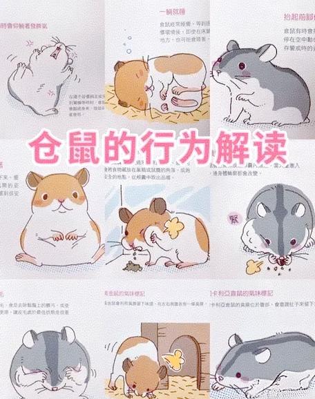 如何训练仓鼠不咬人