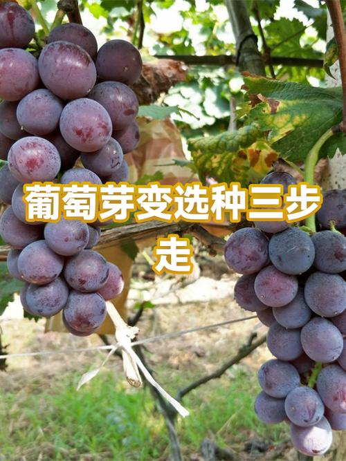清见芽变