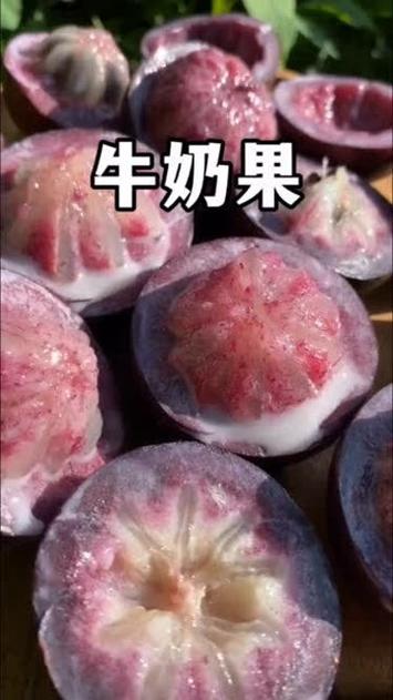 牛奶果app图标
