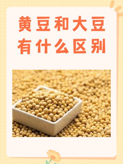 大豆黄豆有什么区别截图