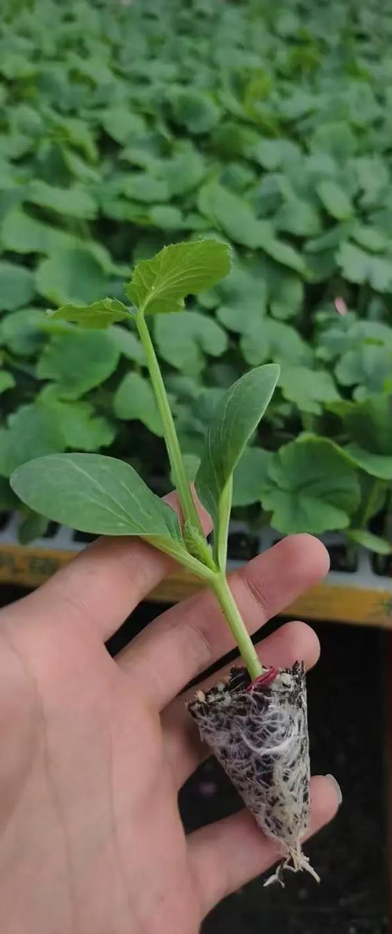 葫芦小苗图片