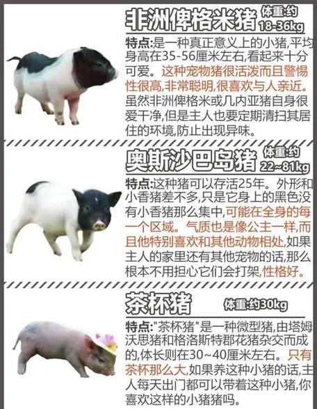 猪分哪几种图标