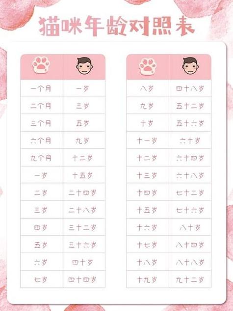 猫年龄和人年龄比较缩略图