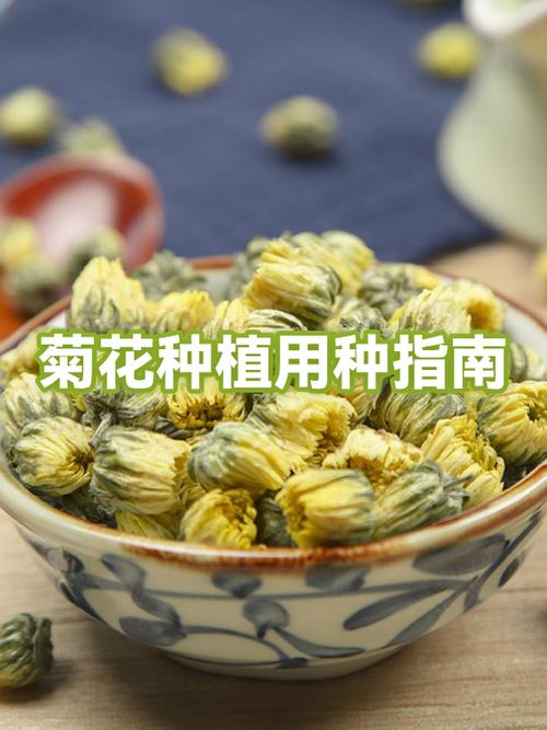 吃菊花有什么好处和坏处图标