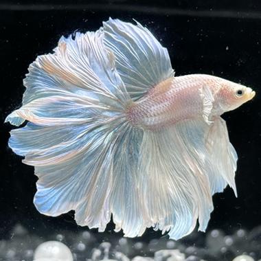 斗鱼最新版本图标