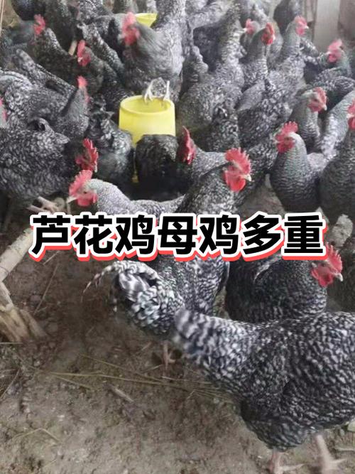鸡有几种品种图标
