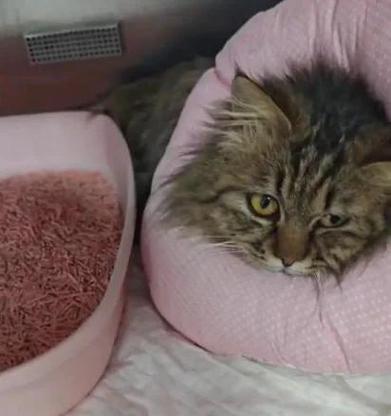 猫咪歪头走路不稳怎么办截图