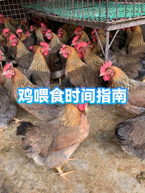 我的世界鸡吃啥图标