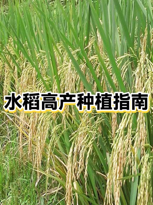 水稻高产栽培技术要点图标