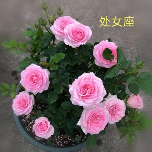 十二星座的专属花截图