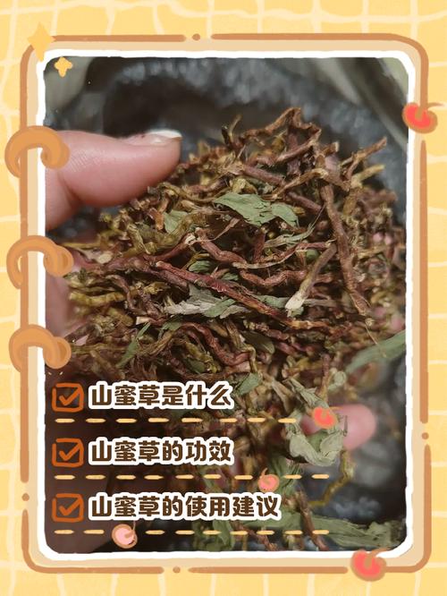 山蜜草泡水喝的功效与作用图标