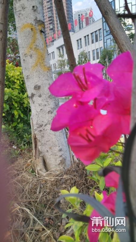 傲视群芳截图