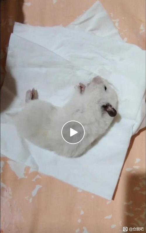 仓鼠很活泼突然死了图标