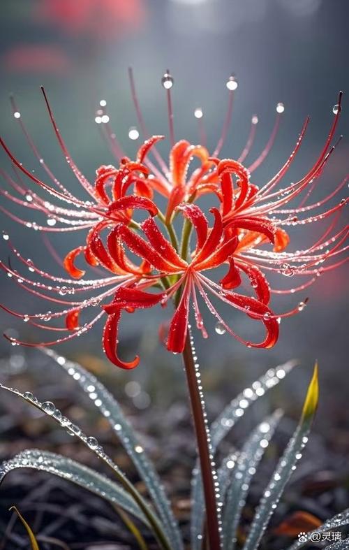 彼岸花照片图标