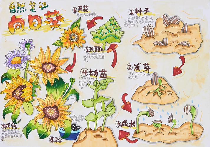 向日葵小苗观察日记图标