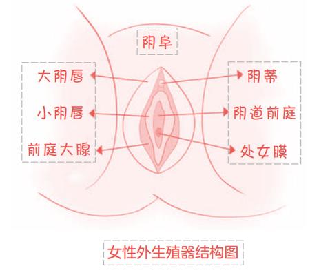 女性生殖的俗称叫什么截图