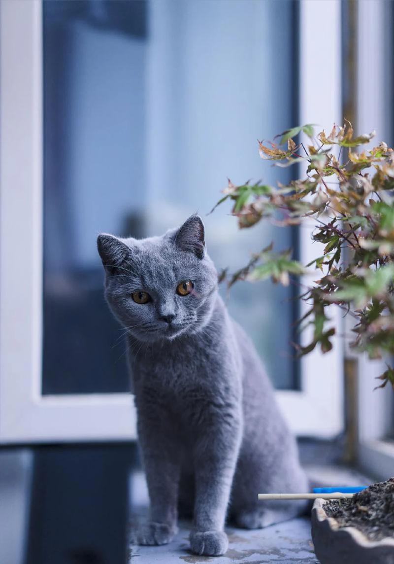 蓝色英短猫图片截图
