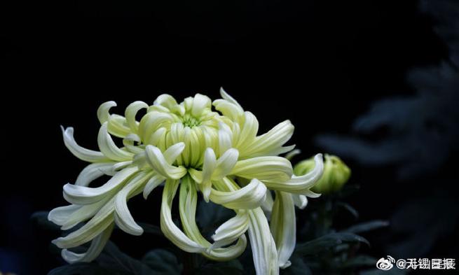 菊花一般在什么季节开图标
