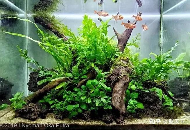 鱼缸沉木的作用与功效图标