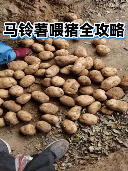 熟土豆喂猪最佳方法图标