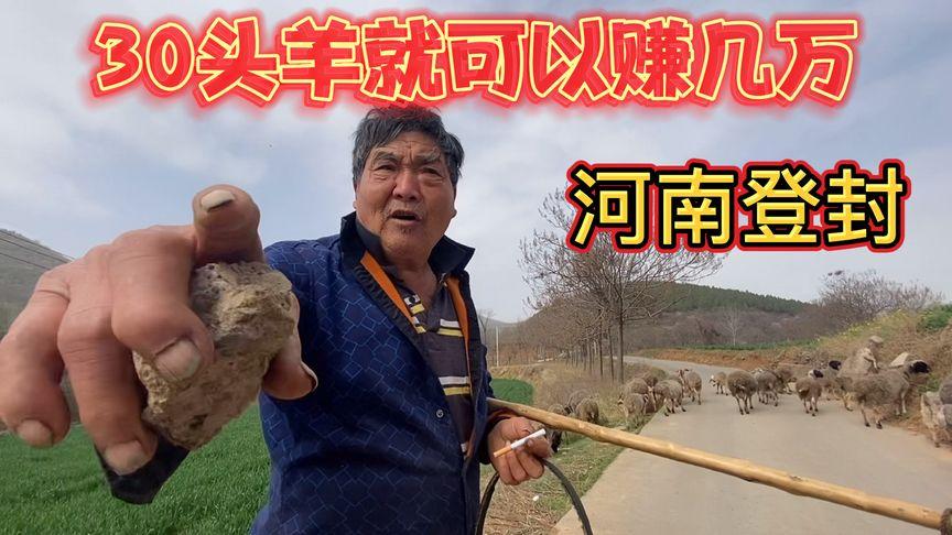 放羊可以赚多少钱图标
