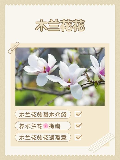 木兰花的寓意和象征图标
