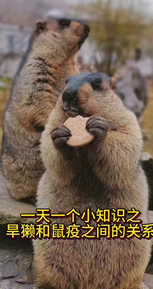 河狸和土拨鼠图标