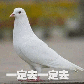鸽子表情包gif图标
