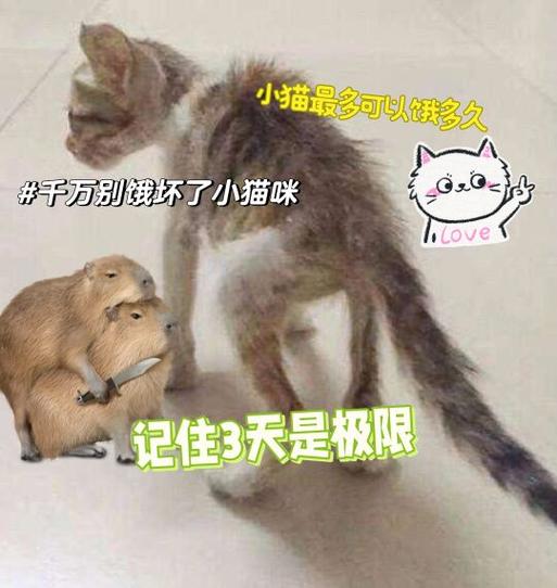 猫一般饿几天没事图标