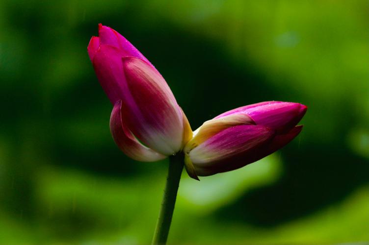 芙蓉并蒂一心连截图