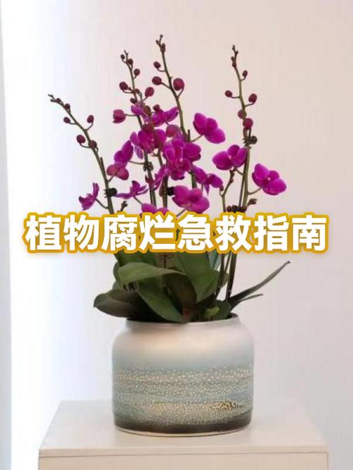 让植物快速腐烂图标