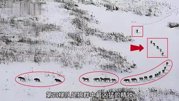 狼群战术是什么意思图标