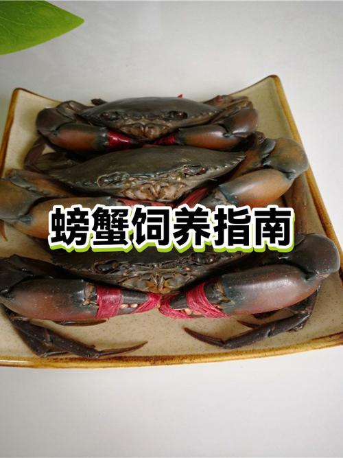 螃蟹网找回率高不高图标