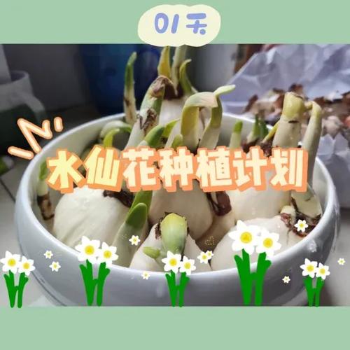 水仙花怎么水养图标