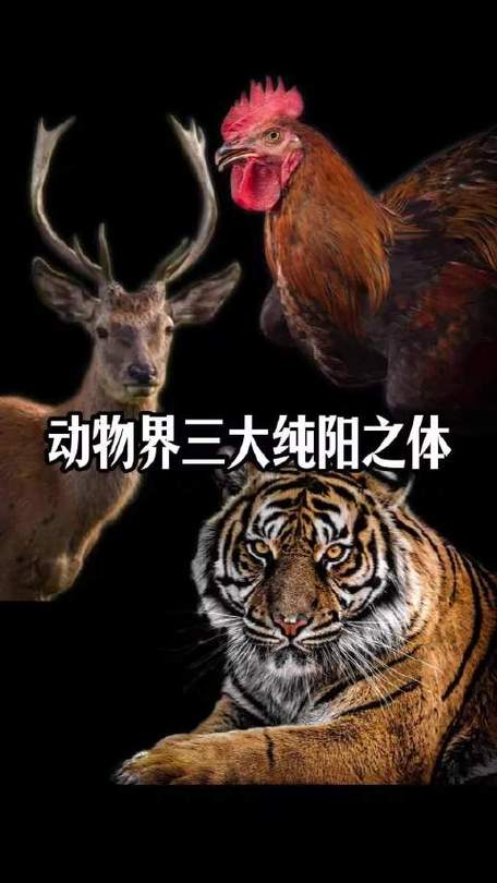 神仙都是纯阳之体吗截图