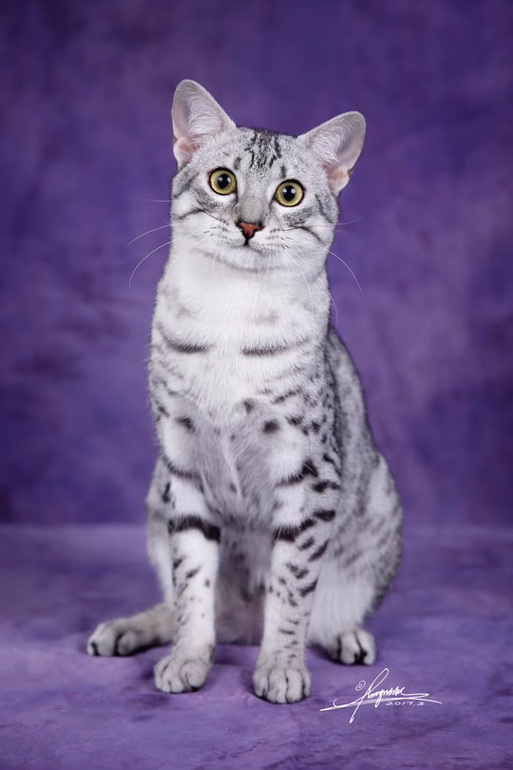 soom埃及猫图标