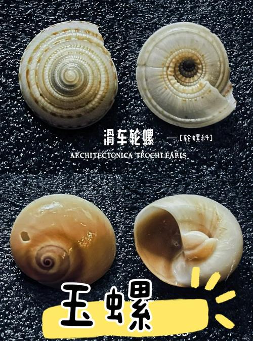 海螺壳脚本工具图标