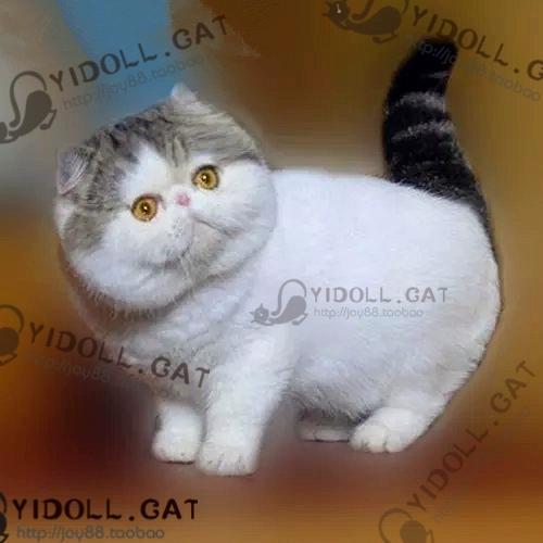 加菲猫宠物猫图标
