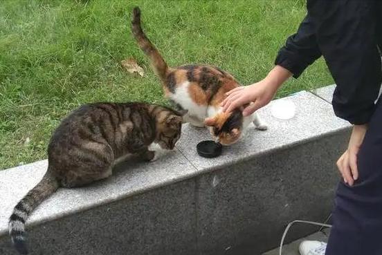 给猫禁食的惩罚有用吗图标