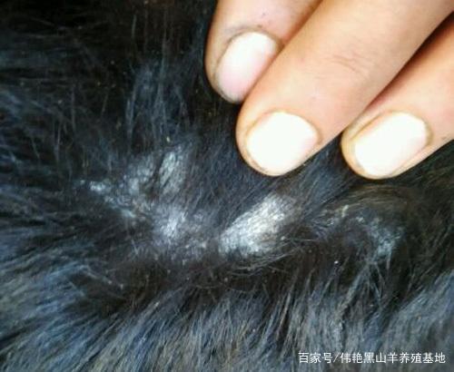 羊身上起了癣怎么办截图