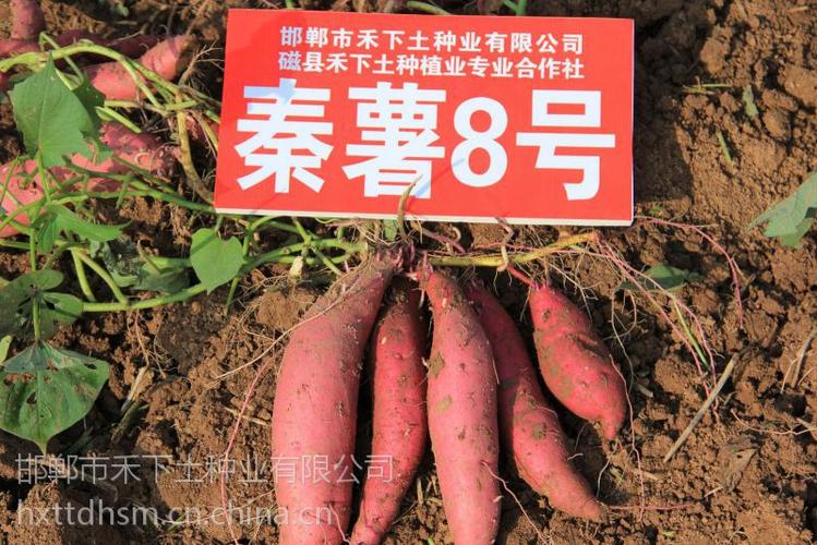 秦薯8号红薯苗价格图标