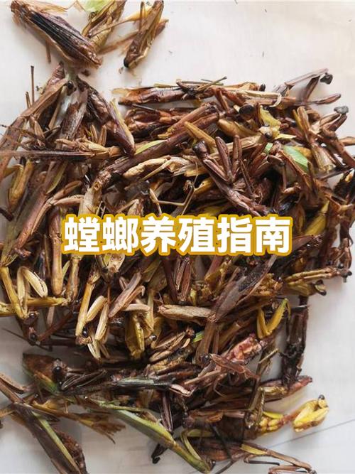 螳螂有什么功效作用