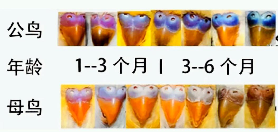 鹦鹉几个月下蛋图标