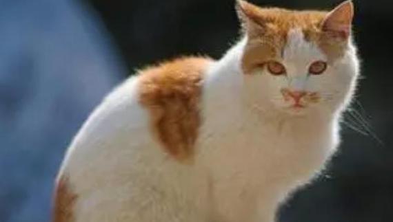 猫咪走路不稳图标