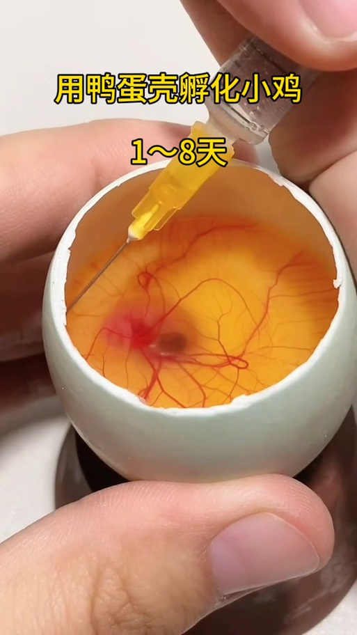 怎么孵小鸡的视频截图