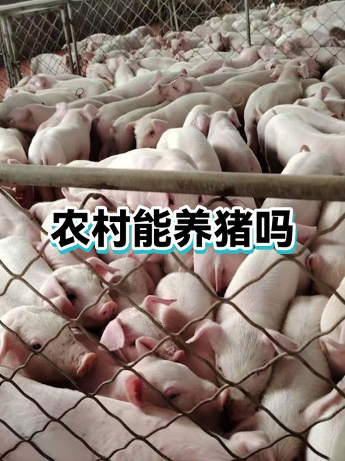农村可以养猪吗图标