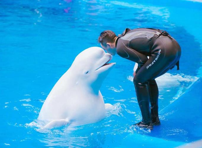 吃海豚会中毒吗截图