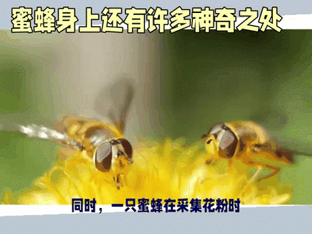 蜜蜂助手图标