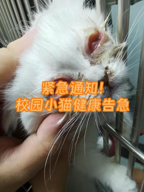 小猫自带病毒吗截图