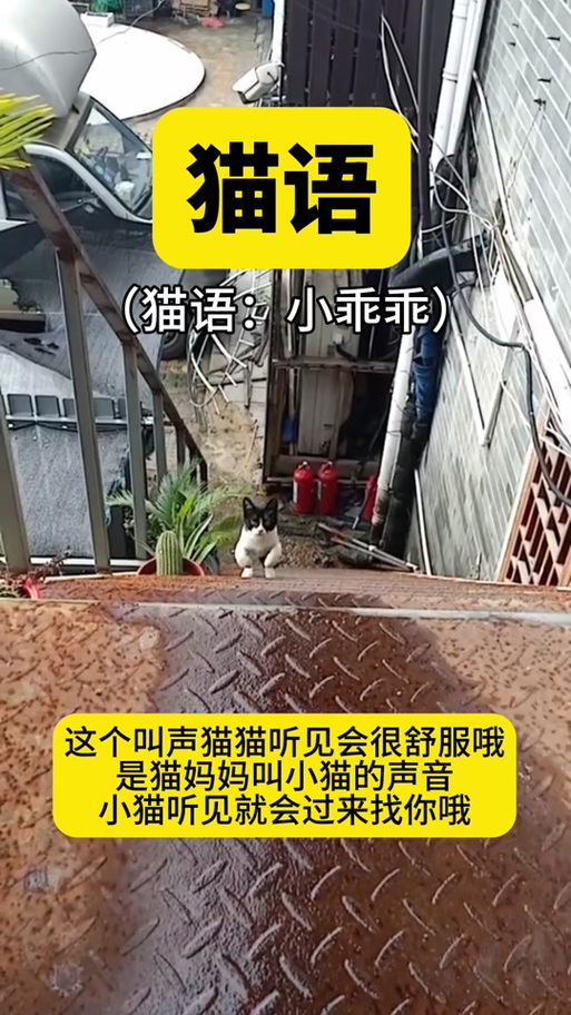 猫叫音效大全猫叫音效下载图标